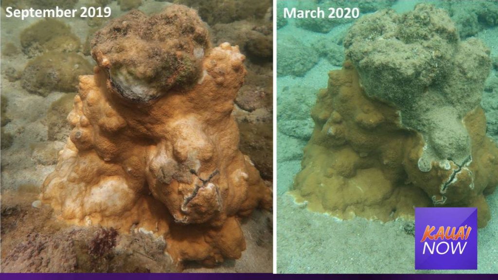Reef Recovery and Death Observed in ‘Anini Bay : Kauai Now