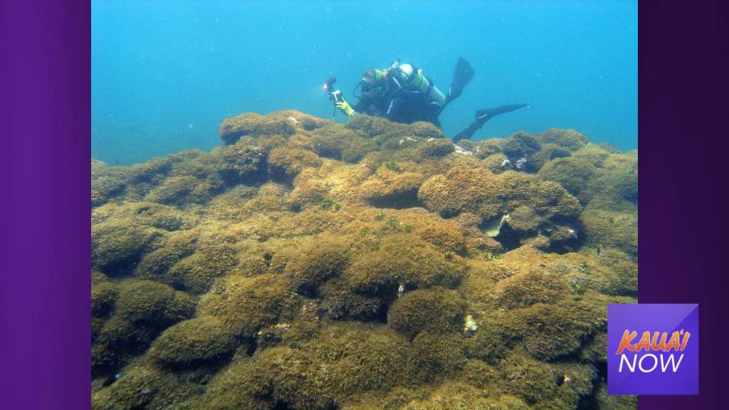 Newly Discovered Algae Infesting Hawai‘i’s Northwestern Waters : Kauai Now