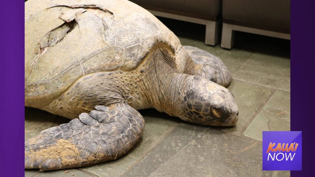 Green Sea Turtle Injured by Boat Dies : Kauai Now