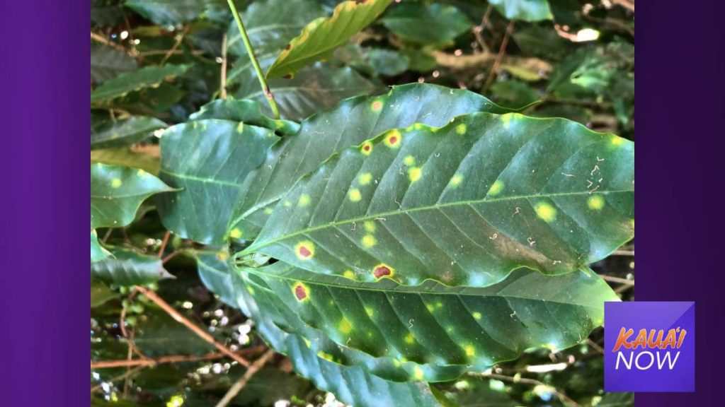 Hawai‘i Coffee Association offers free Coffee Leaf Rust Webinar Series ...
