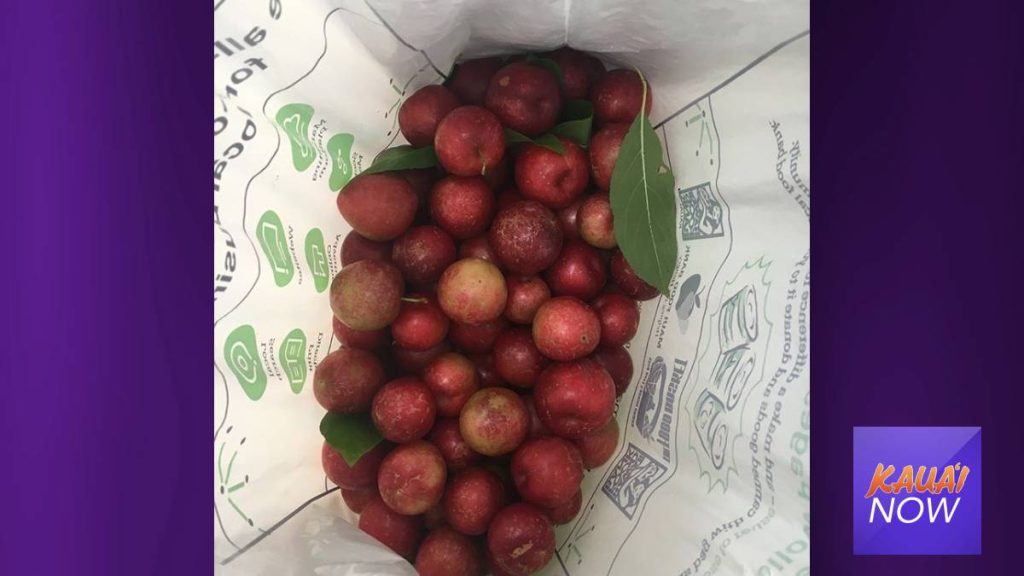 Plum Harvest at Kōke‘e State Park Begins in July : Kauai Now