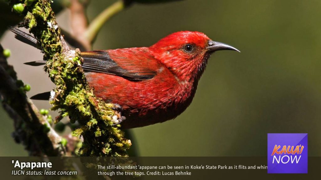 Virtual Talk Story Highlights Concerns Over Kaua’i Forest Birds : Kauai Now