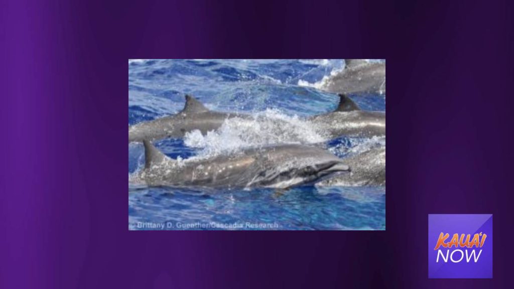 UH Researchers Identify Deadly Marine Virus in Deceased Dolphin : Kauai Now