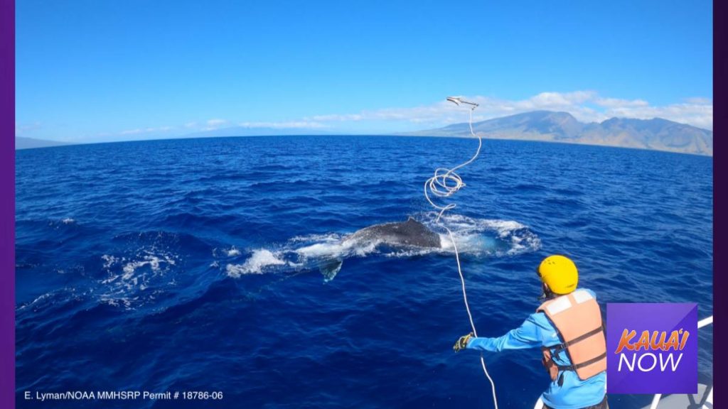 Entangled Humpback Whale Freed of Gear Off Maui : Kauai Now