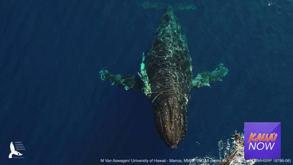 Entangled Mother Humpback With Calf Freed of Gear Off Maui : Kauai Now