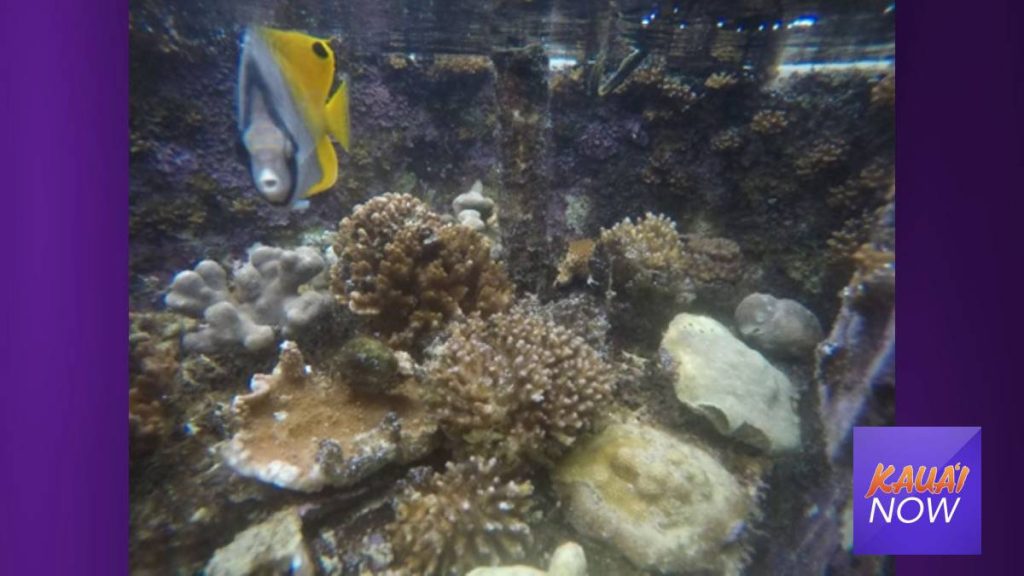 Hawaiian Corals Show Surprising Resilience to Warming Oceans : Kauai Now Hawaiian Corals Show Surprising Resilience to Warming Oceans : Kauai Now