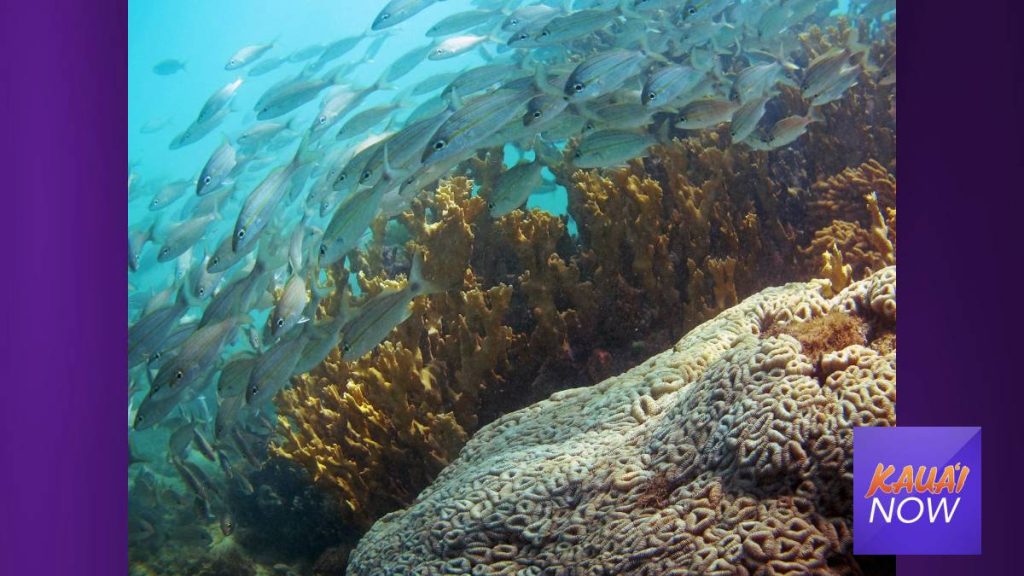 Delicate Balance of Coral Reef Processes Creates Management Challenges ...