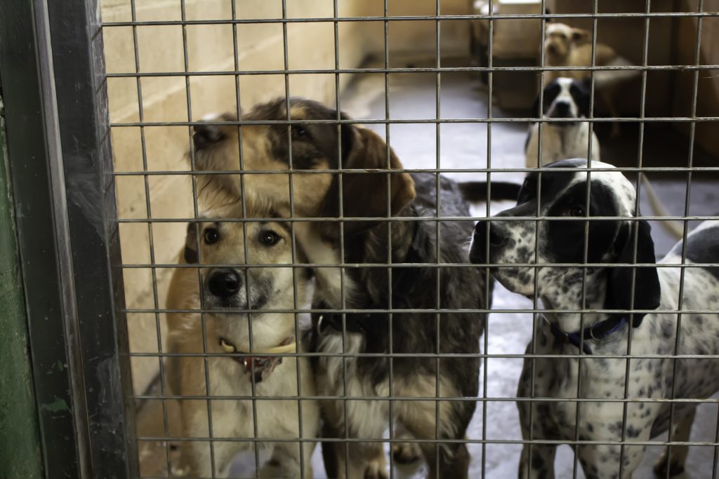 Overcrowded Dog Kennel at Kauai Humane Society : Kauai Now