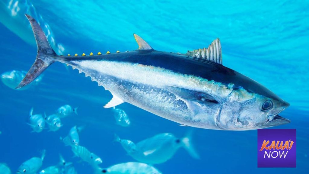 Study led by UH researchers finds no-fishing zones can help ʻahi, other ...