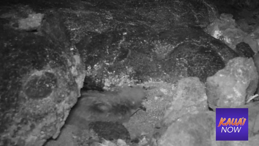 Watch: Wildlife camera catches fluffy fledgling endangered nocturnal ...