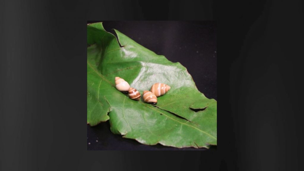 Hawaiʻi students can learn about snail conservation with new virtual ...