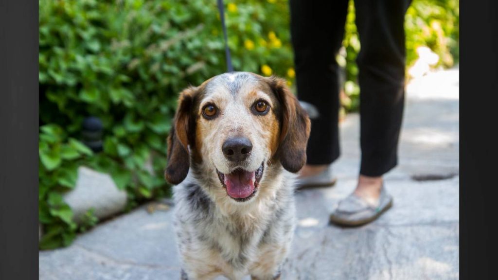 Tips to protect pets during hurricane season : Kauai Now