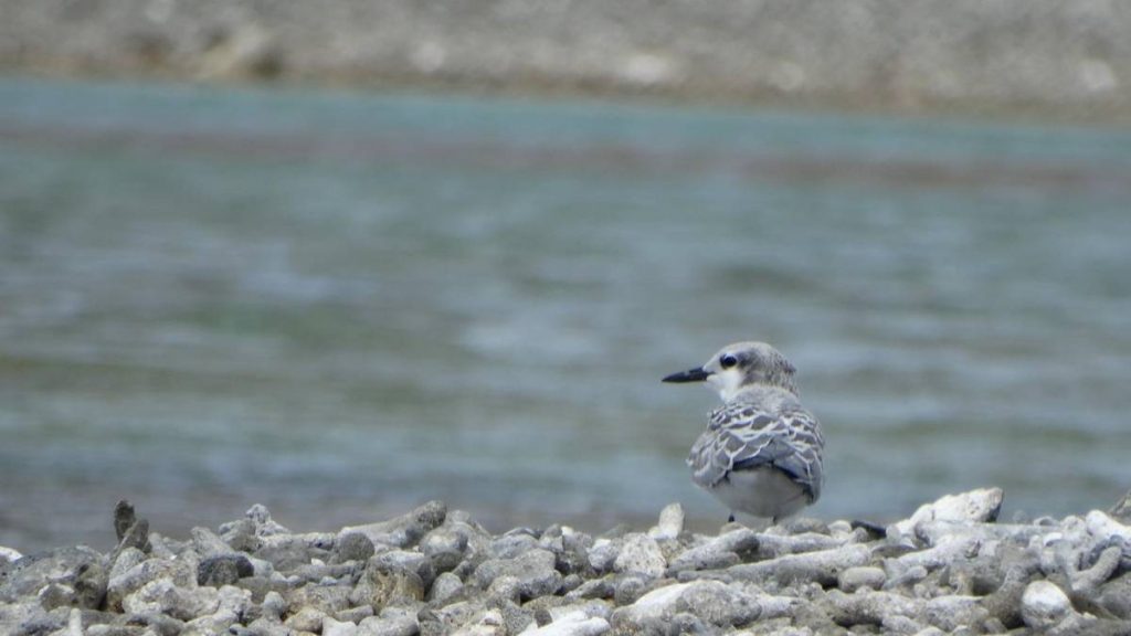 Now that rats are eradicated at Palmyra Atoll, seabird ‘discotheques ...