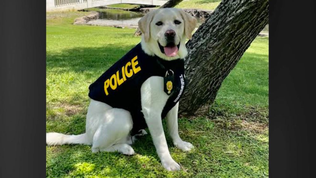 Hawaiʻi Narcotics Enforcement Division’s K9 Kahu receives protective ...