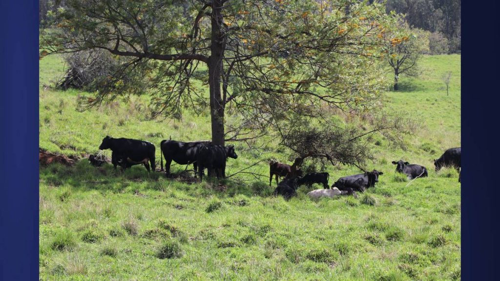 Agriculture department to establish emergency loan program for farmers ...