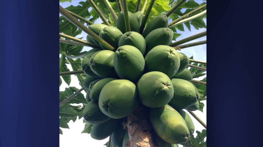 Hawaiʻi receives $533,000 specialty crops grant from U.S. Department of ...