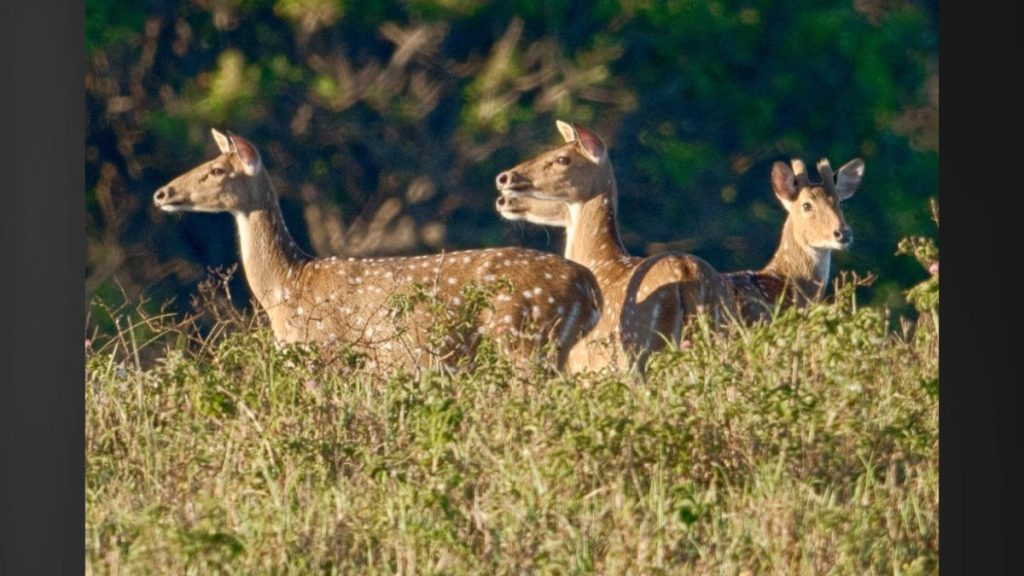 2024 Lanaʻi axis deer hunting applications : Kauai Now