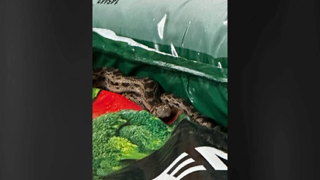 Live snake found in shipping container on Moloka‘i : Kauai Now