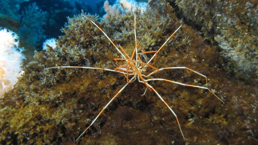 University of Hawai‘i researchers make scientific break into ...