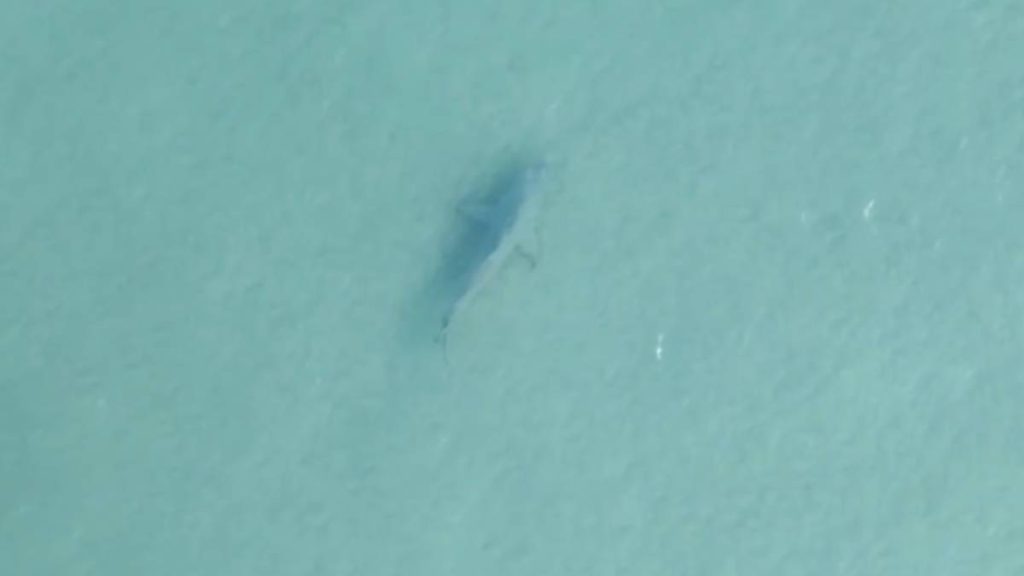 Video: Large shark caught on camera swimming in Hanalei Bay : Kauai Now