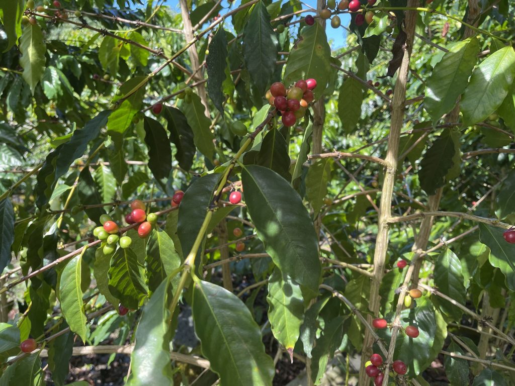 Nearly $525K in federal grants coming to support specialty crops and ...