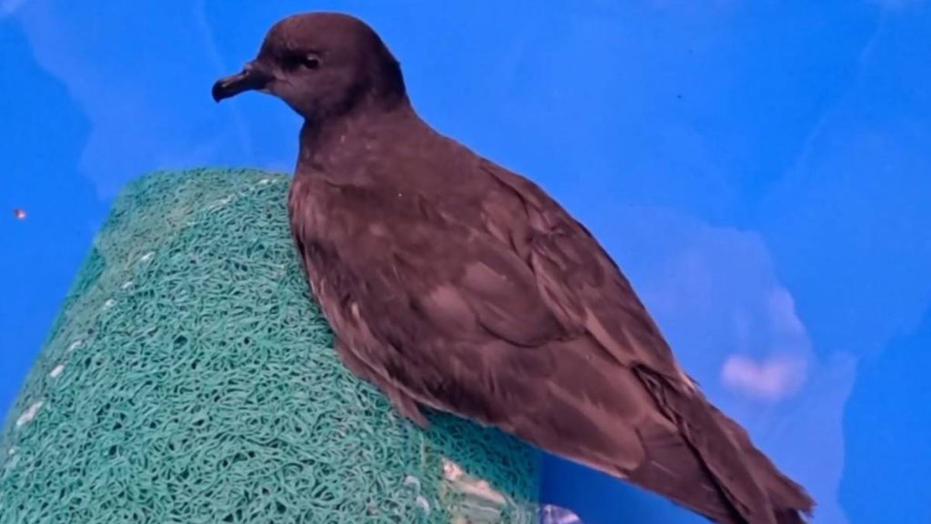 State encourages people to help protect young seabirds as they embark ...