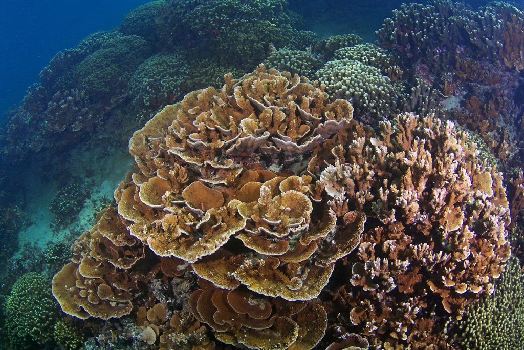 Experiments find coral reefs can survive some climate change, with help ...