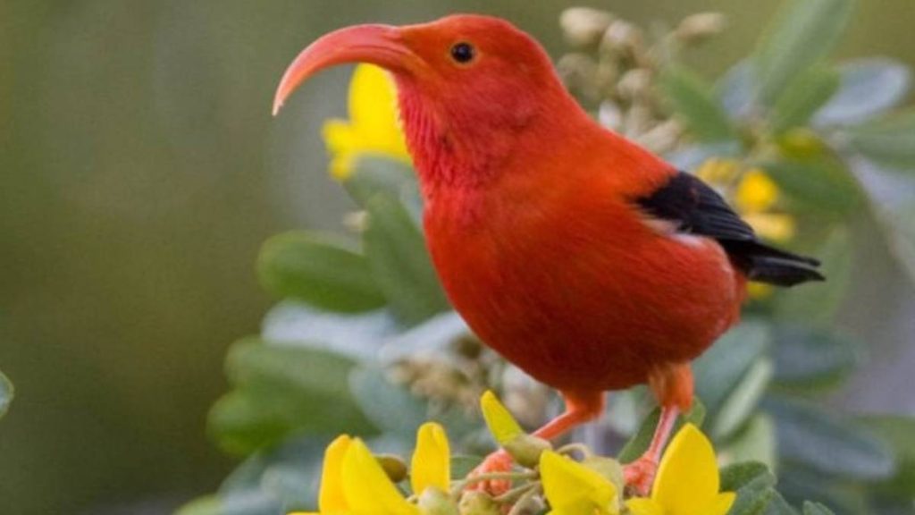 Appeals court hands down victory in battle against scourge killing ...