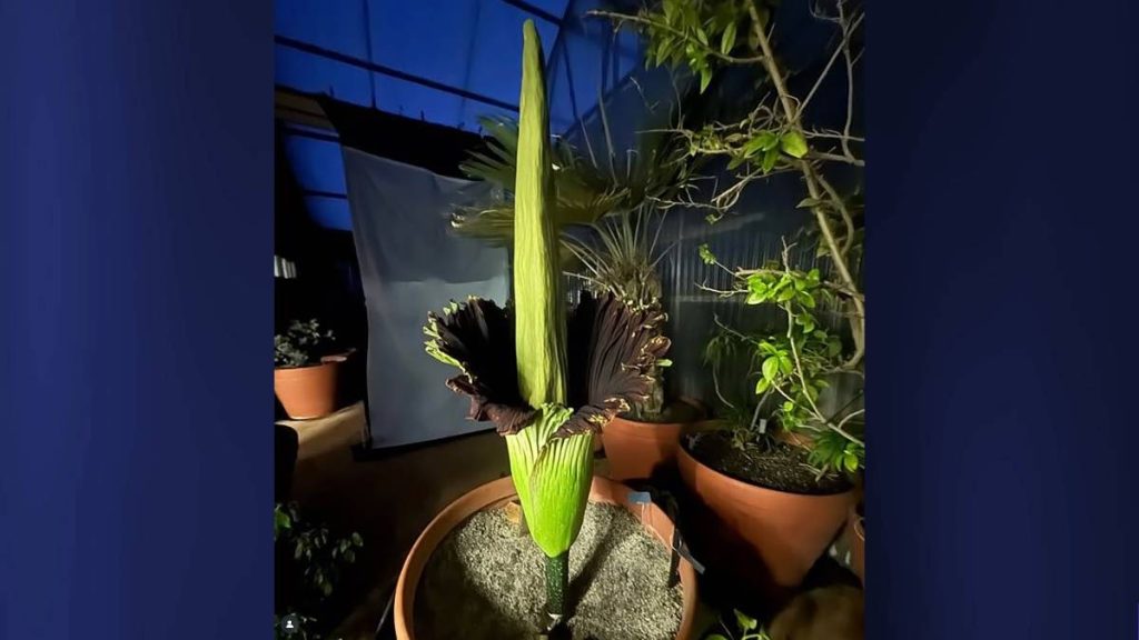 Belated bloom of corpse flower dazzles visitors at Kauaʻi botanical ...