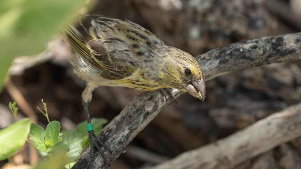 Homecoming 8 decades in the making: Laysan finches again grace skies ...