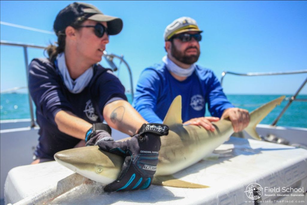 Check out free webinar on ‘Why Sharks Matter’ in September : Kauai Now