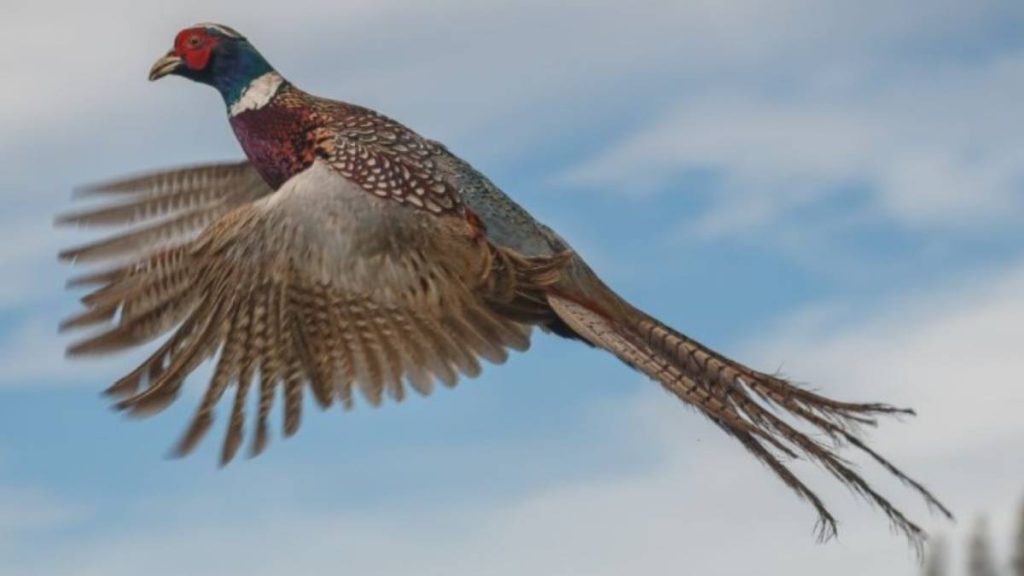 Game bird hunting season opens Nov. 1 for 2025-26 — are you ready ...